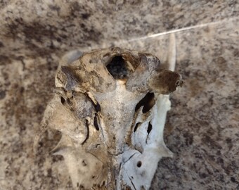 Whitetail Rack - Etsy