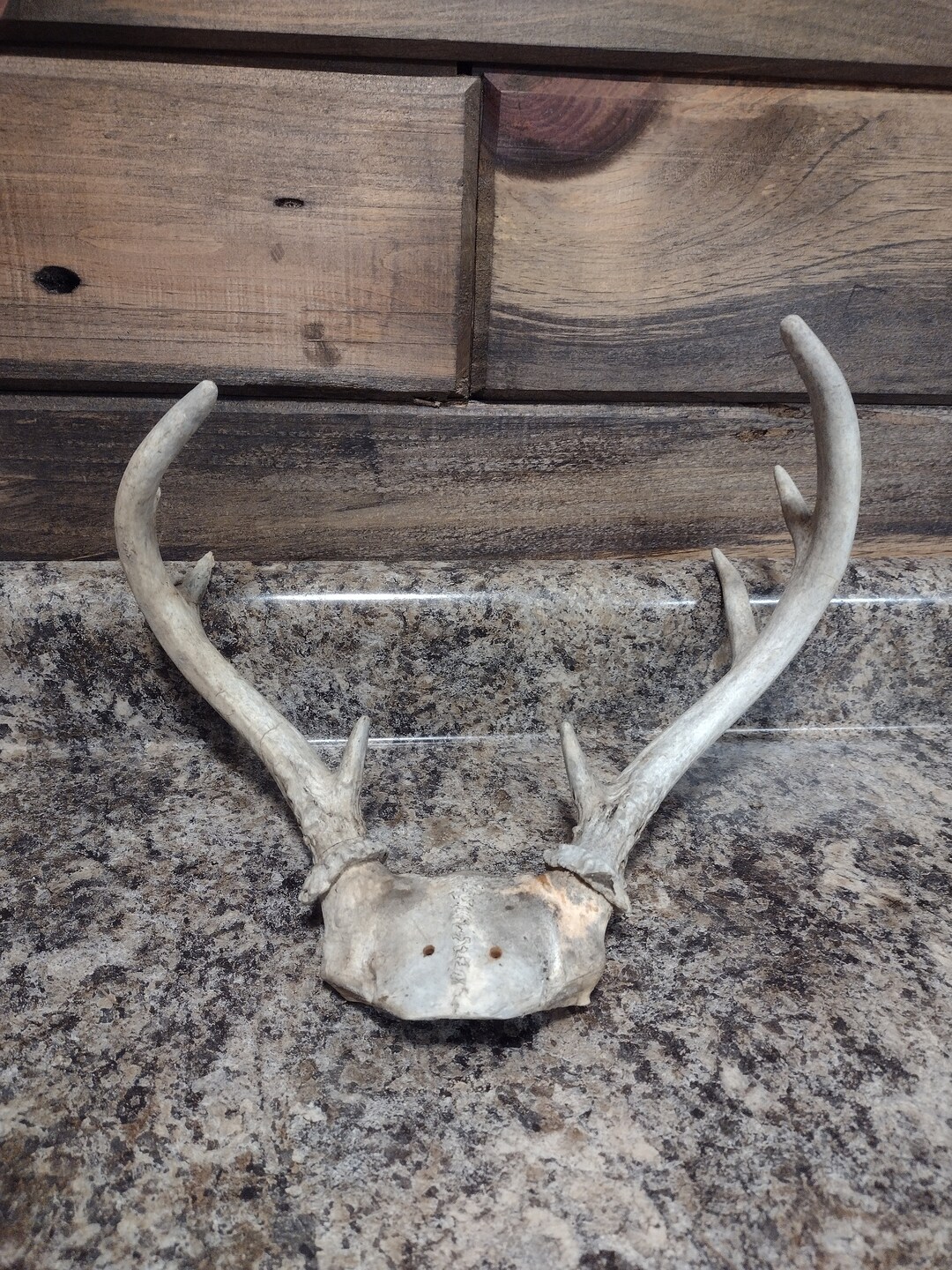 Whitetail Rack - Etsy