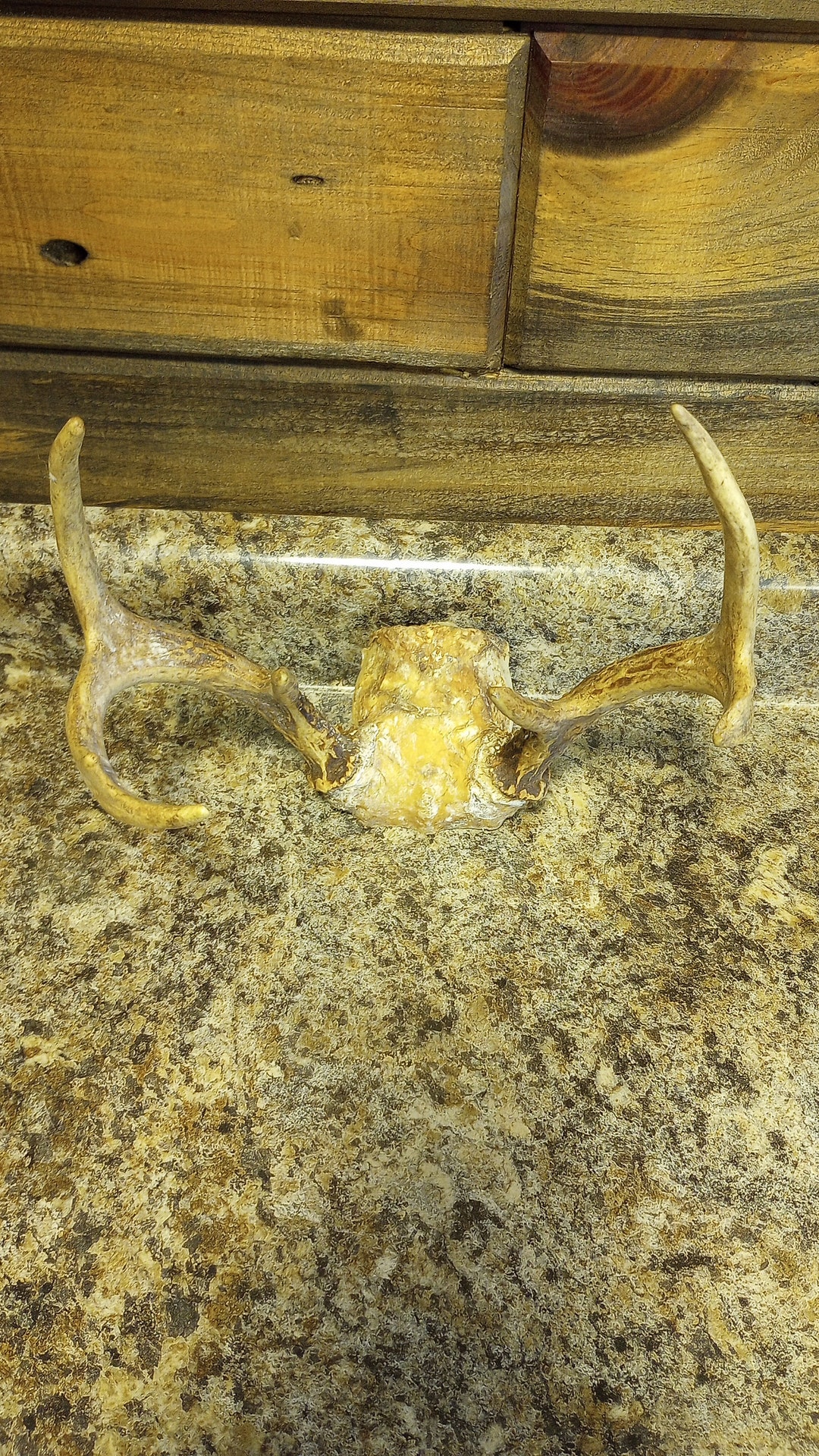 Whitetail Mount - Etsy