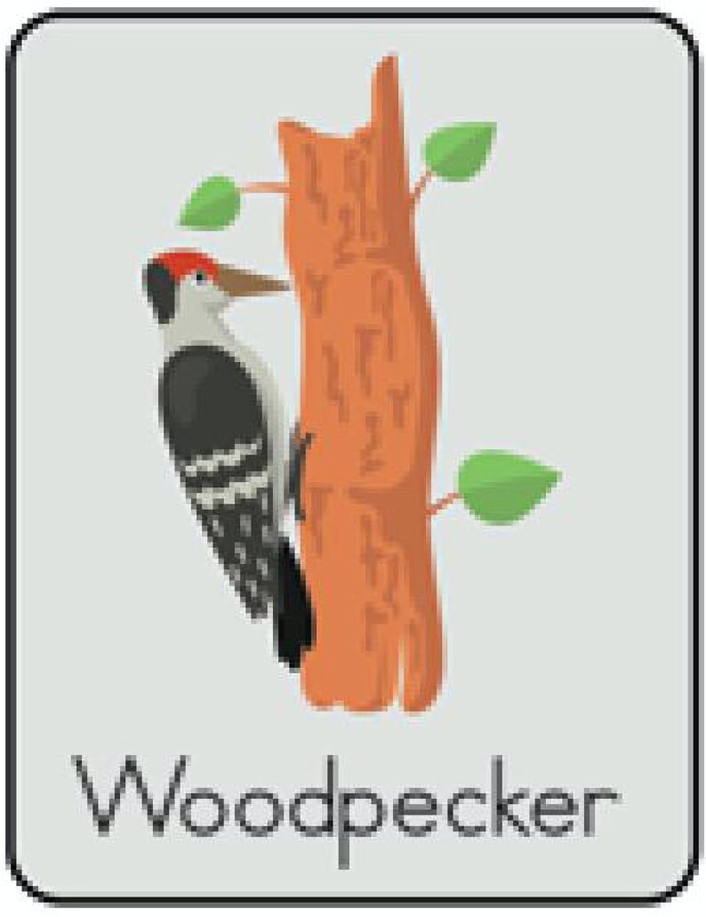 100 Animals Birds Ocean Animals and Insects Flashcards, Montessori ...