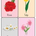 100 Fruits Vegetables Plants Trees and Flowers Flashcards, Montessori ...