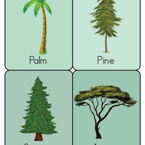 100 Fruits Vegetables Plants Trees and Flowers Flashcards, Montessori ...