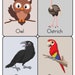 100 Animals Birds Ocean Animals and Insects Flashcards, Montessori ...