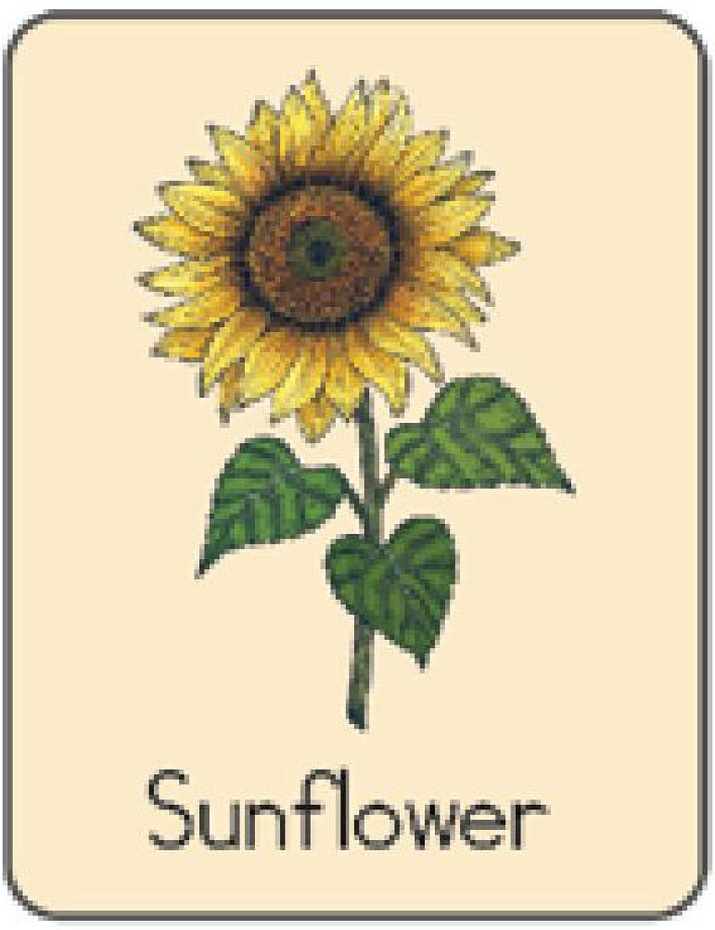 100 Fruits Vegetables Plants Trees and Flowers Flashcards, Montessori ...