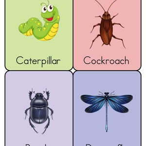 100 Animals Birds Ocean Animals and Insects Flashcards, Montessori ...