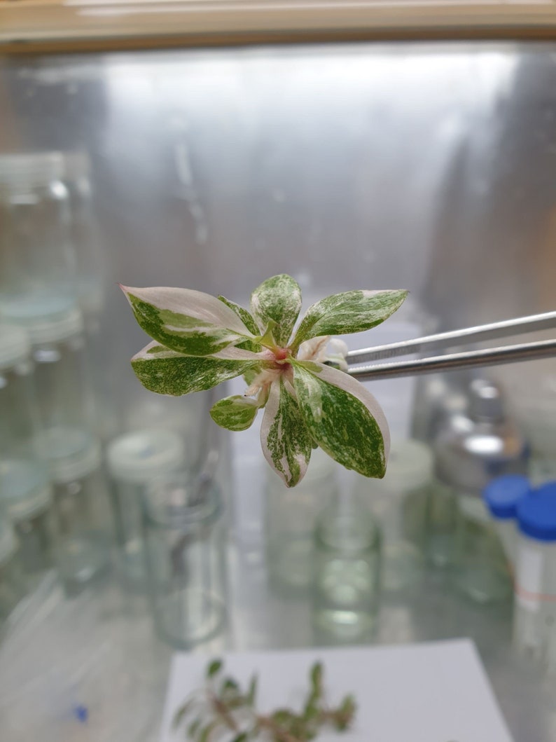 Philodemdron Pink Princess Tissue Culture Plants RANDOM - Etsy