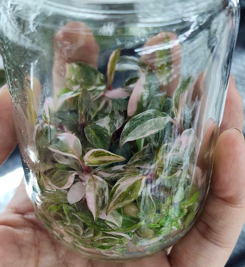 Philodemdron Pink Princess Tissue Culture Plants RANDOM - Etsy