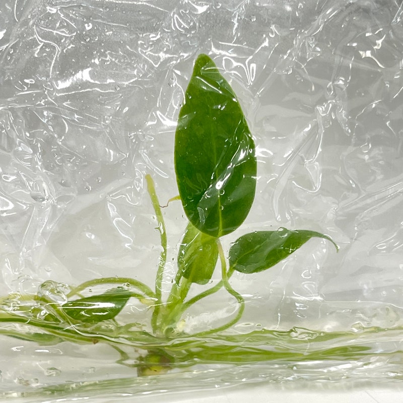 Exotic Tissue Culture - Etsy