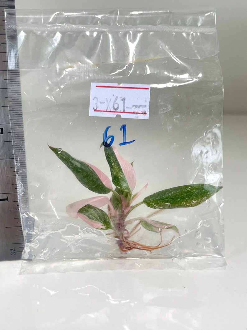 Philodemdron Pink Princess Tissue Culture Plants RANDOM - Etsy