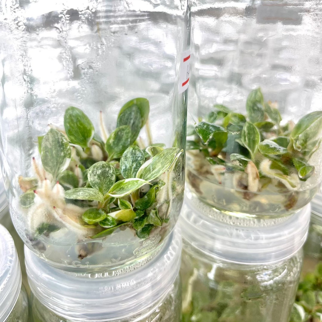 Philodendron White Knight 10pcs Tissue Culture Plants (RANDOM) - Etsy