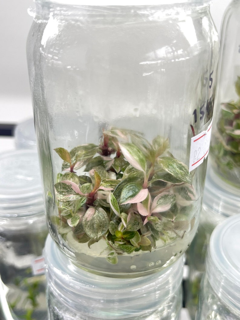 Philodemdron Pink Princess Tissue Culture Plants RANDOM - Etsy