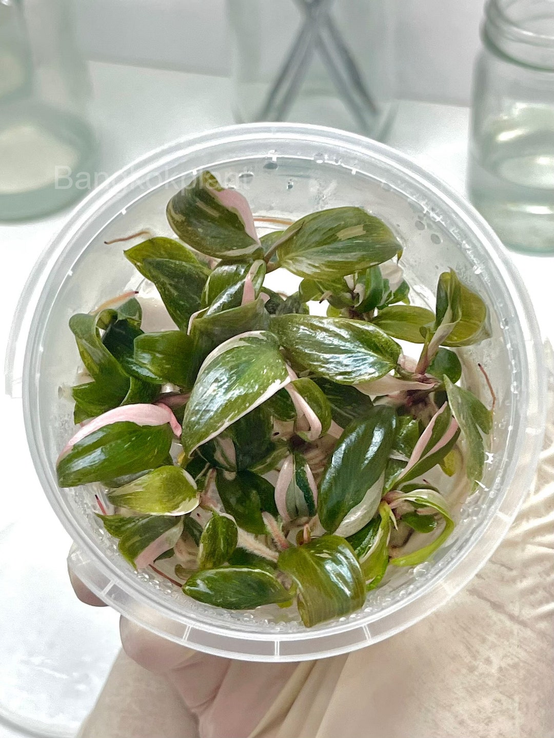 Philodemdron Pink Princess Tissue Culture Plants 10 Plants - Etsy