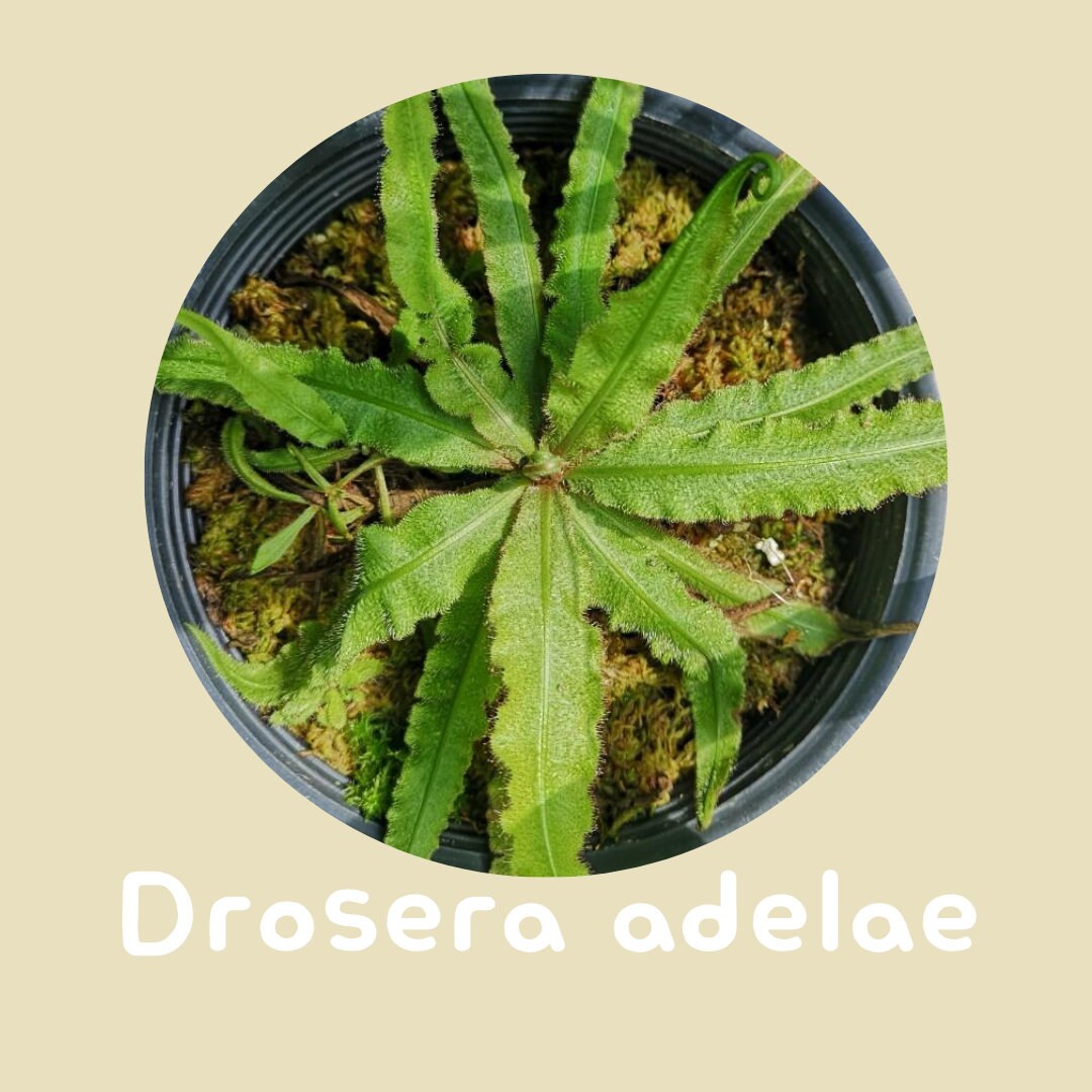 Drosera Adelae Carnivorous Tissue Culture - Etsy