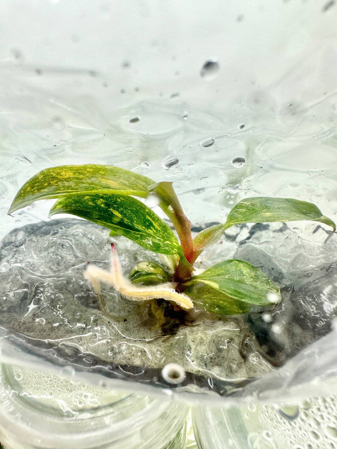 Philodendron Orange Princess Tissue Culture - Etsy