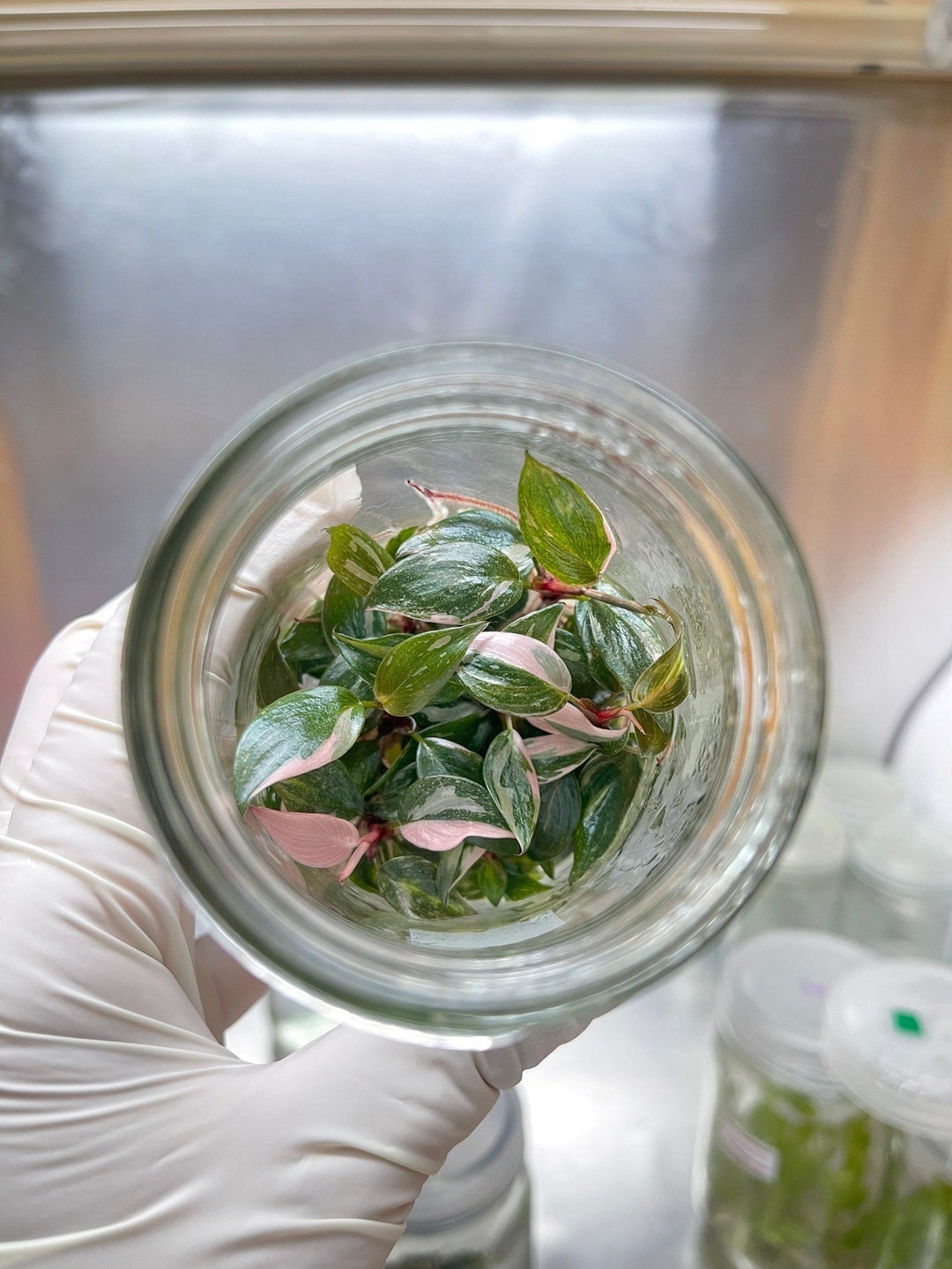 Philodemdron Pink Princess Tissue Culture Plants (RANDOM) - Etsy