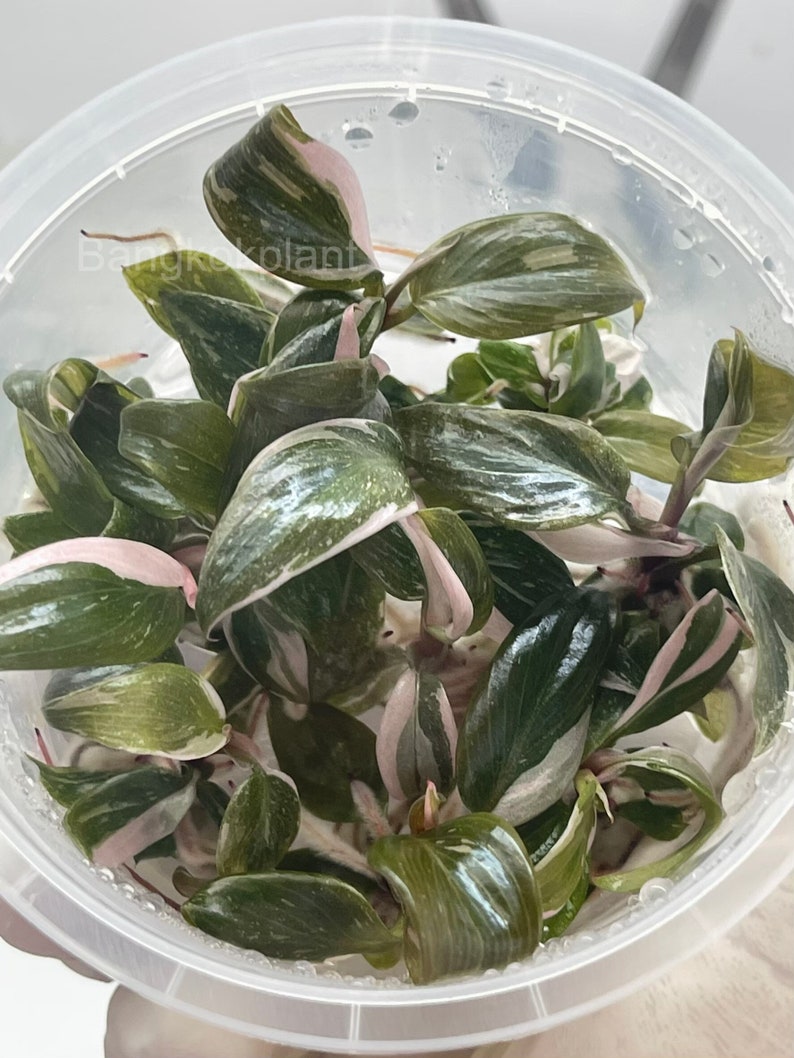Philodemdron Pink Princess Tissue Culture Plants 10 Plants - Etsy