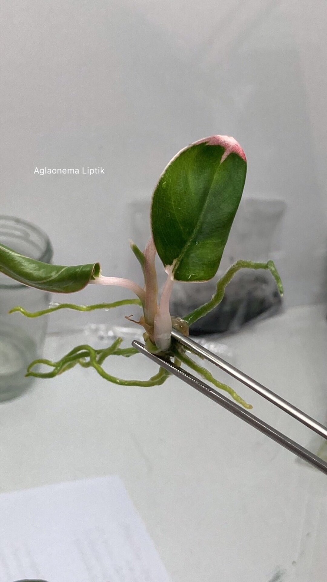 Aglaonema Lipstick Tissue Culture. Ship From Florida - Etsy