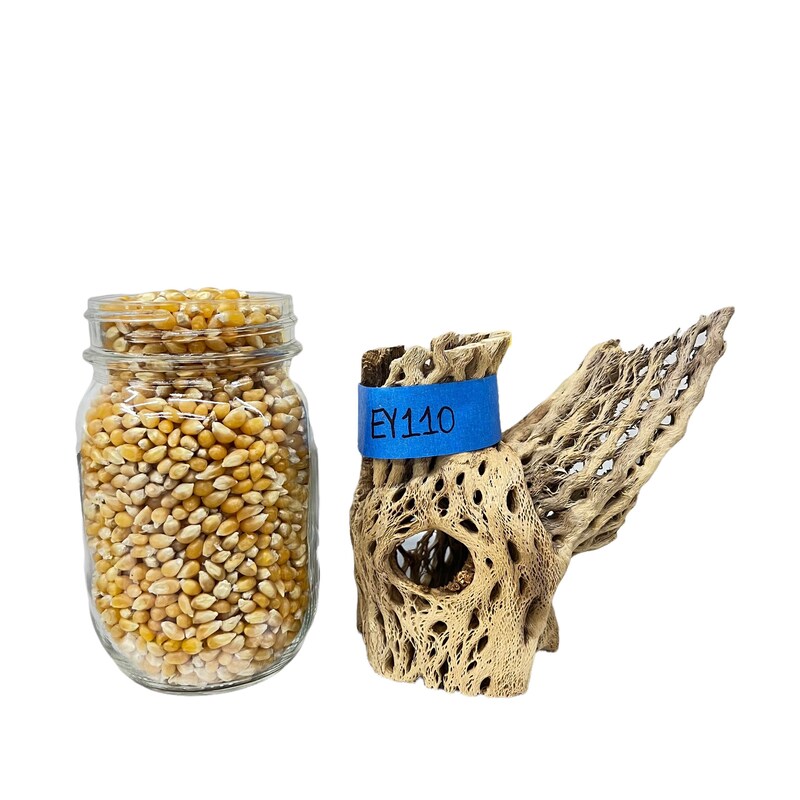 Cholla Planter - Etsy