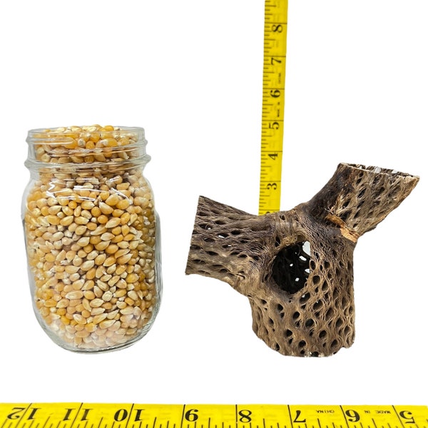 Cholla Planter - Etsy