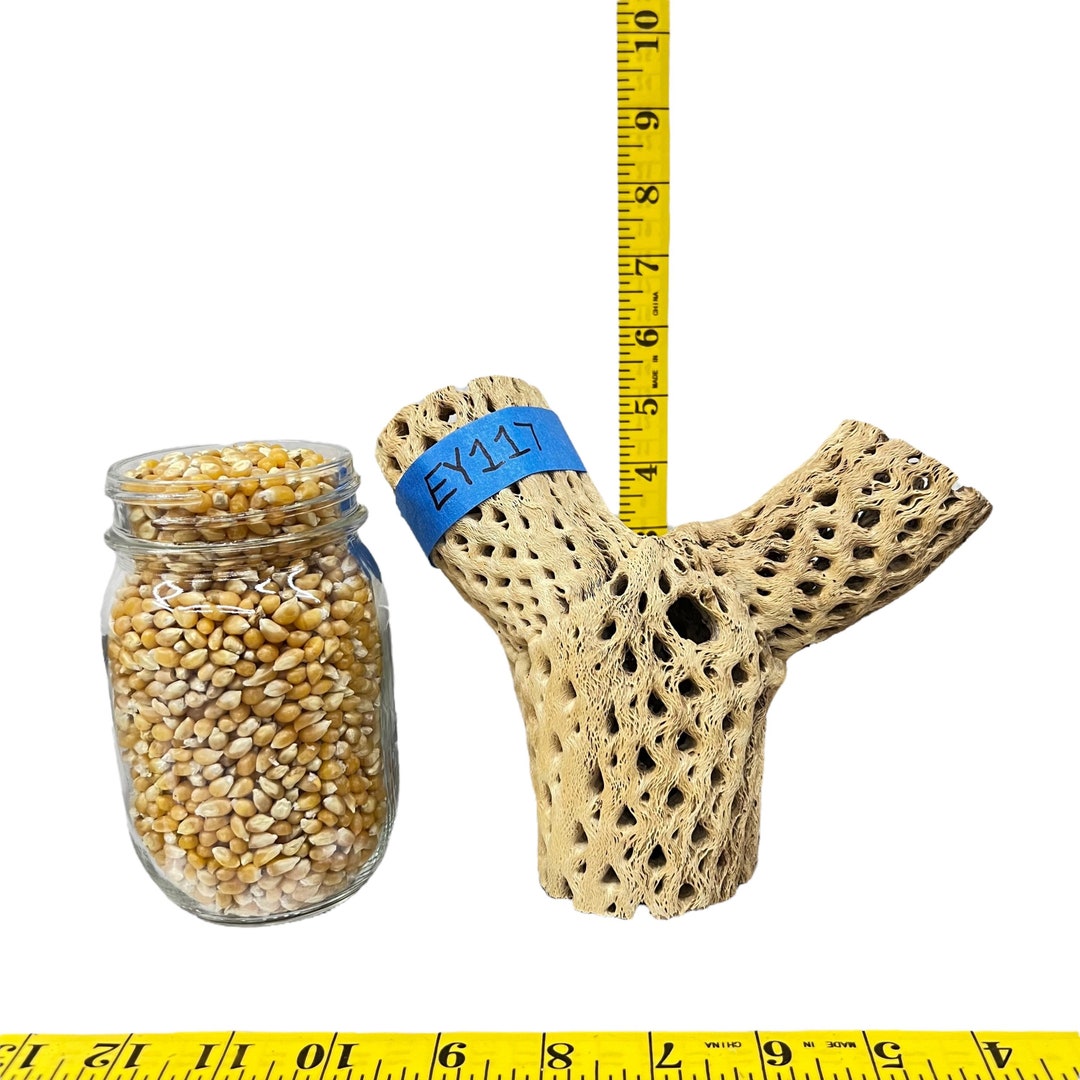 6 Y Branched Teddy Bear Cholla Wood Choya Natural Indoor Home Decor ...