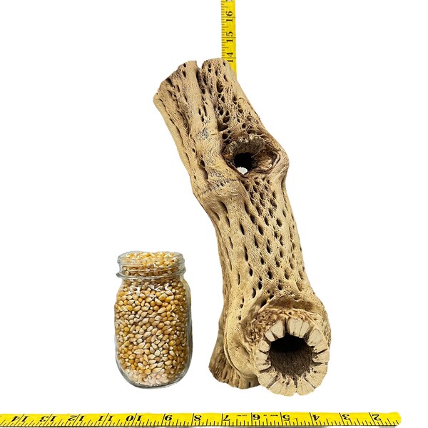 Cholla Planter - Etsy