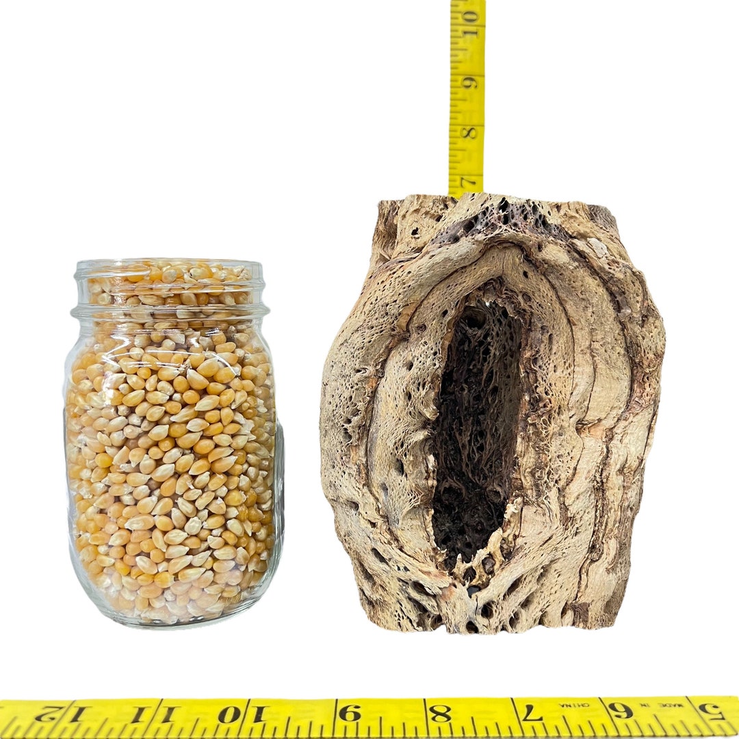 6" Teddy Bear Cholla Wood Log Choya - Natural Indoor Home Decor ...