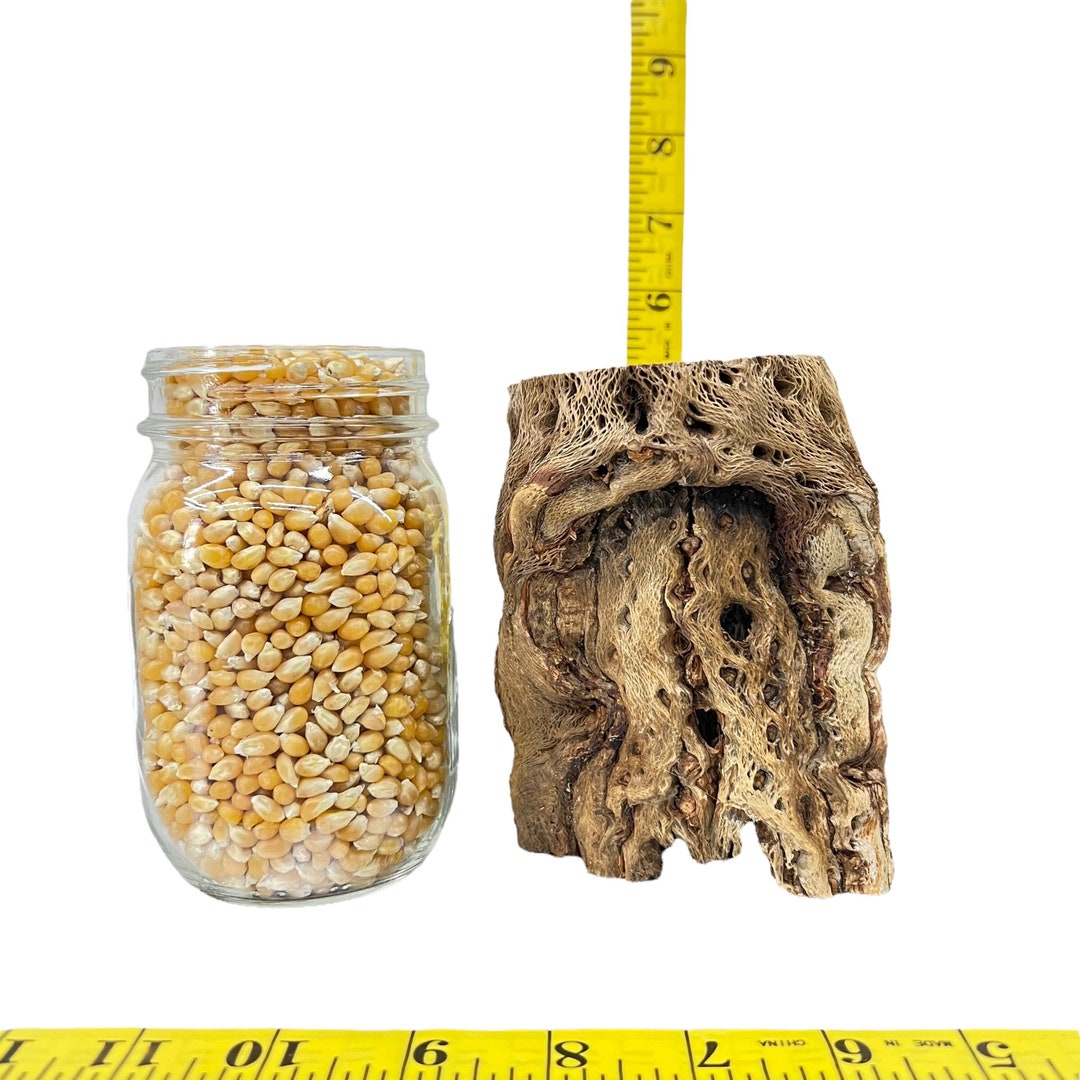 5" Teddy Bear Cholla Wood Log Choya - Natural Indoor Home Decor ...