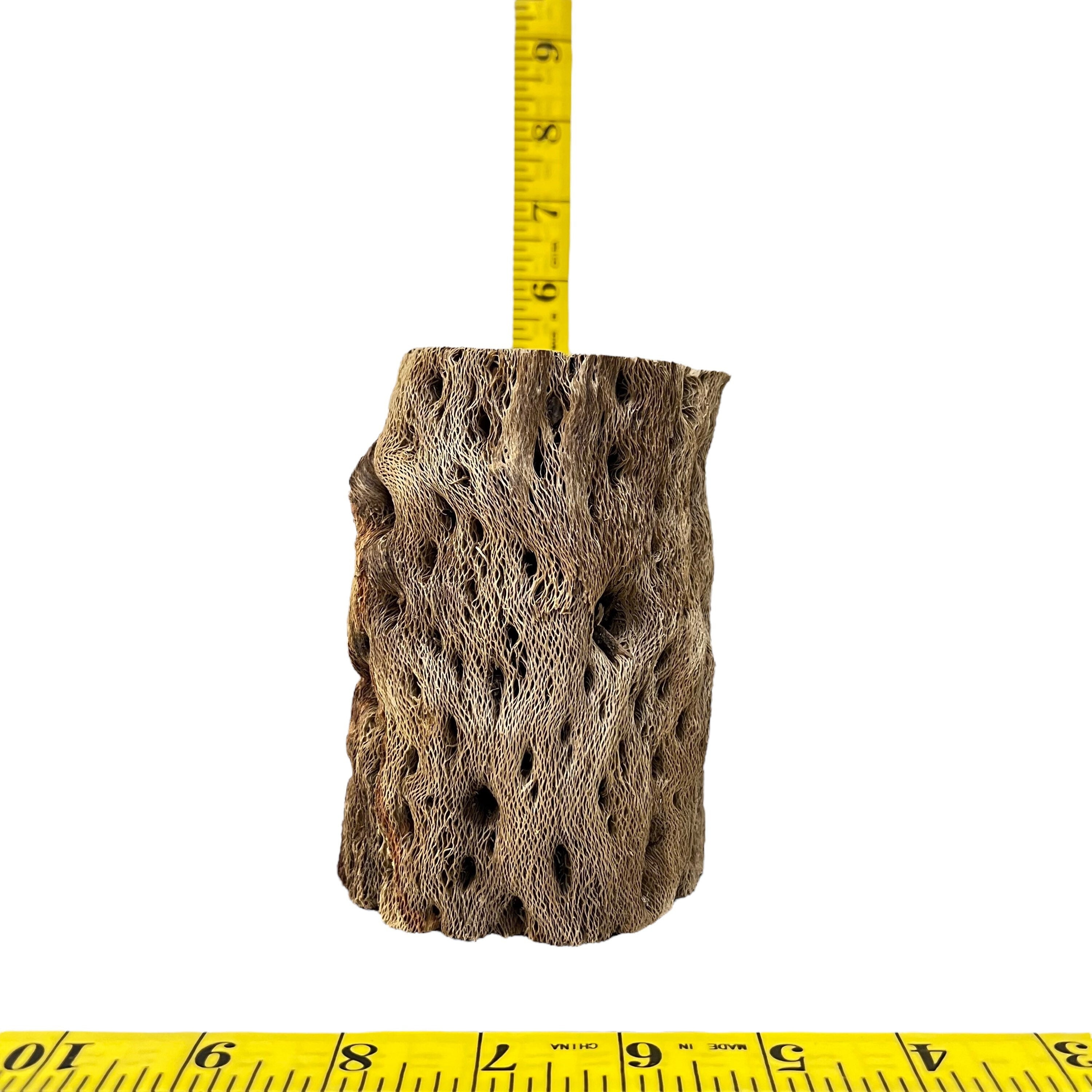 5 Teddy Bear Cholla Wood Log Choya Natural Indoor Home Decor Tillandsia ...