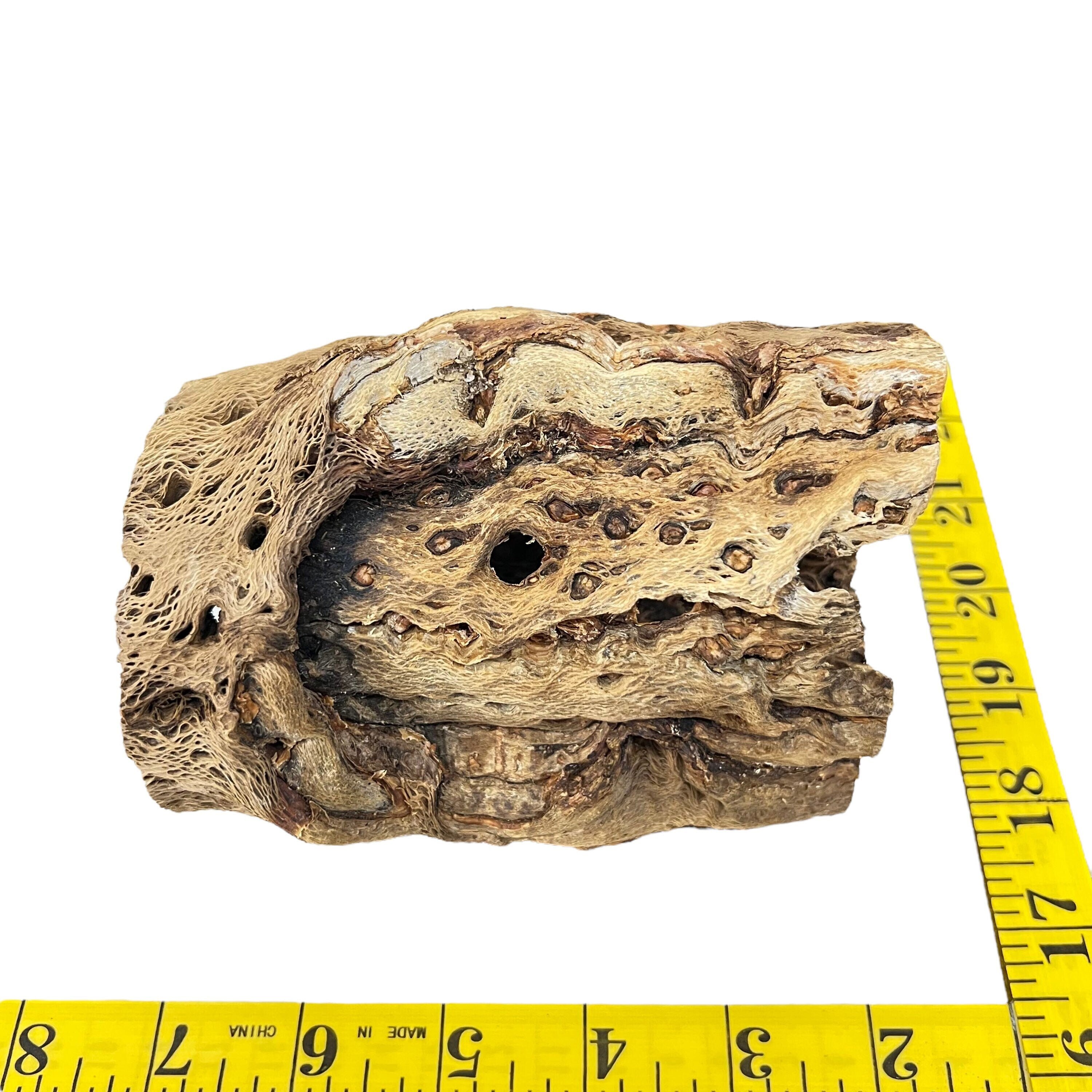 5 Teddy Bear Cholla Wood Log Choya Natural Indoor Home Decor Tillandsia ...