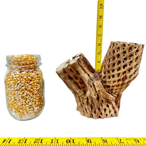 Cholla Planter - Etsy