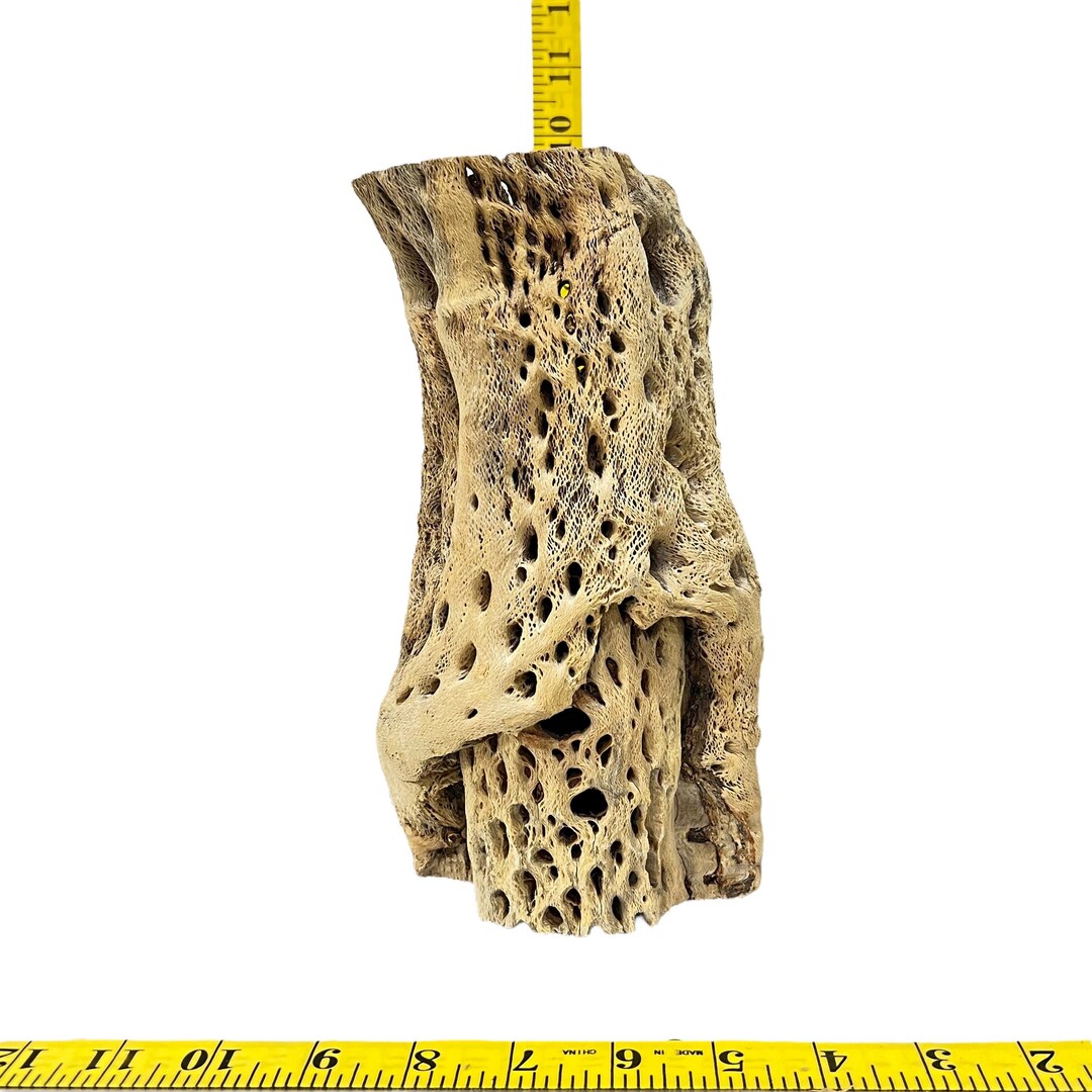 9" Teddy Bear Cholla Wood Log Choya - Natural Indoor Home Decor ...