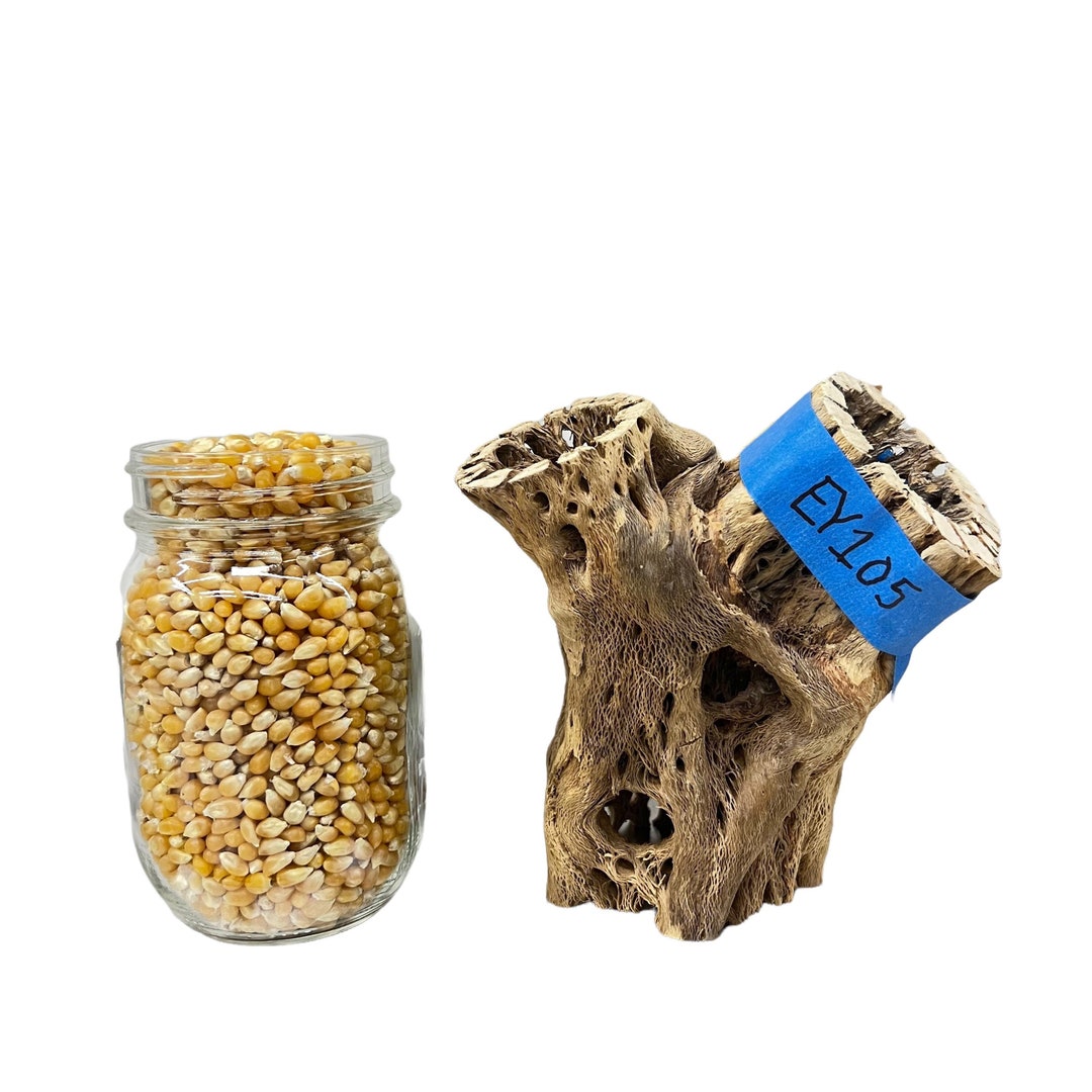 5 3/4" Y Branched Teddy Bear Cholla Wood Choya - Natural Indoor Home ...