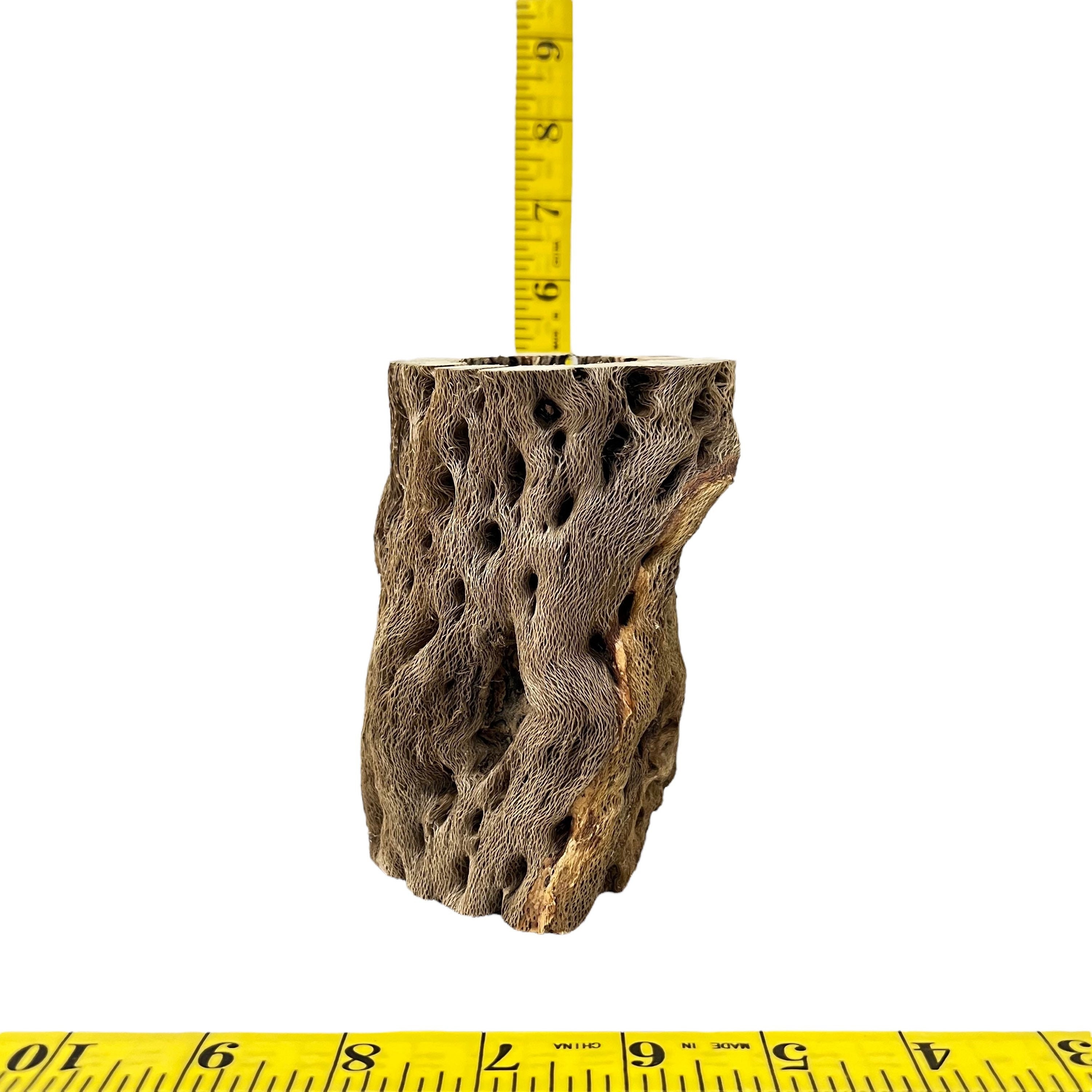 5 Teddy Bear Cholla Wood Log Choya Natural Indoor Home Decor Tillandsia ...