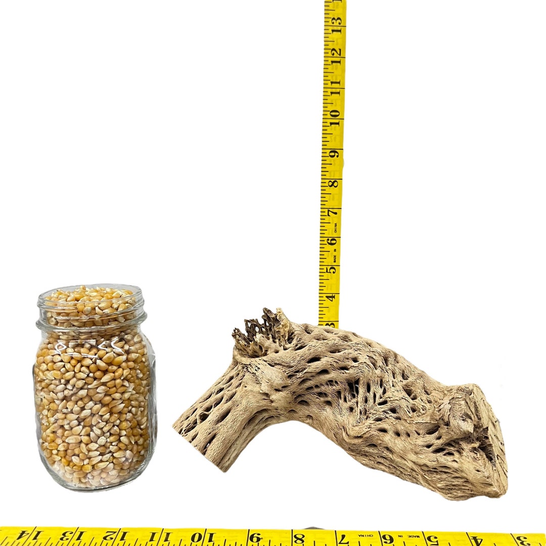 8 3/4" Teddy Bear Cholla Wood Log Choya - Natural Indoor Home Decor ...