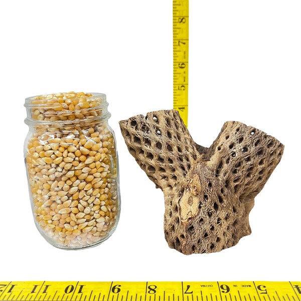 Cholla Planter - Etsy