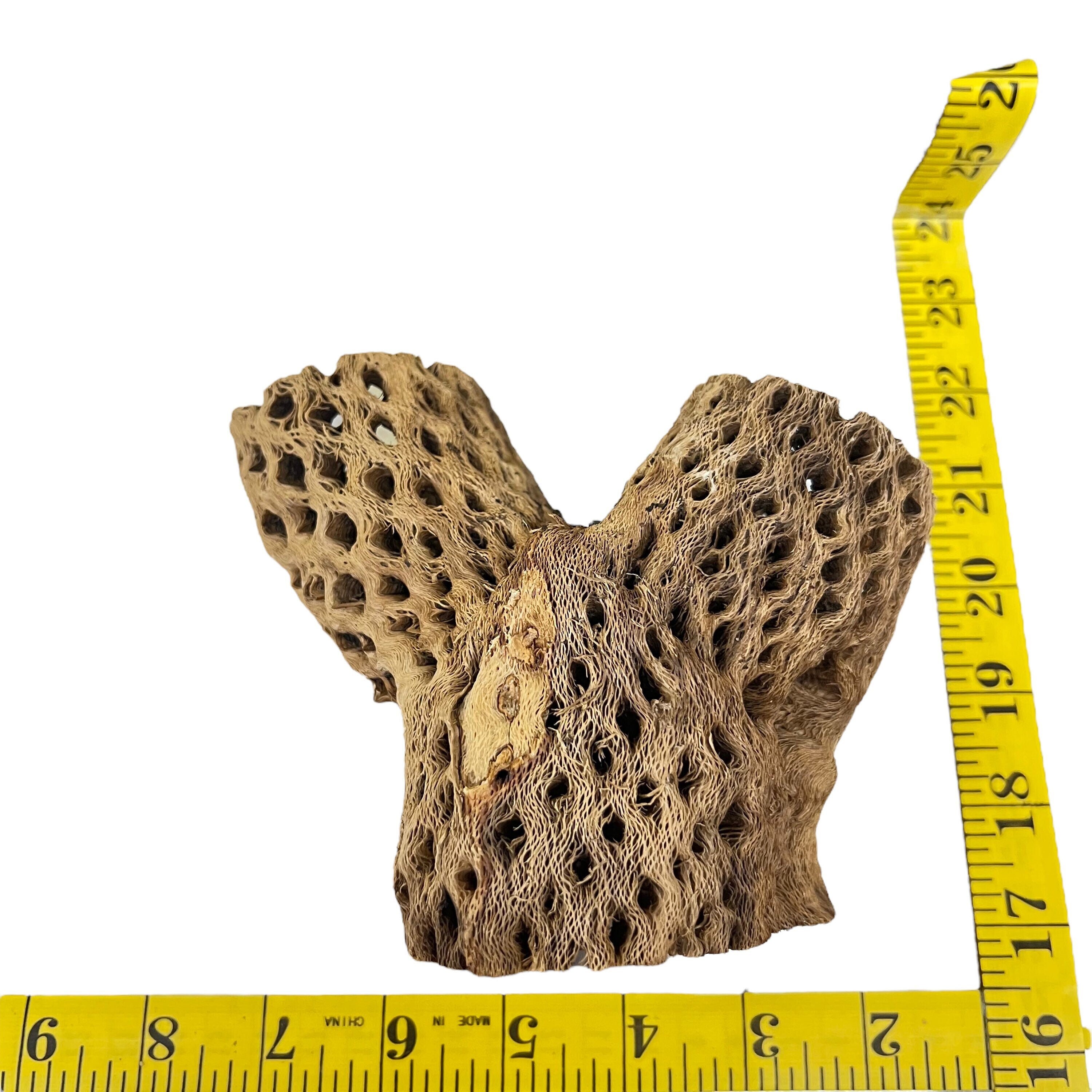 4 1/2 Y Branched Teddy Bear Cholla Wood Choya Natural Indoor Home Decor ...