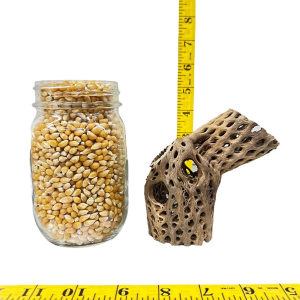 Cholla Planter - Etsy