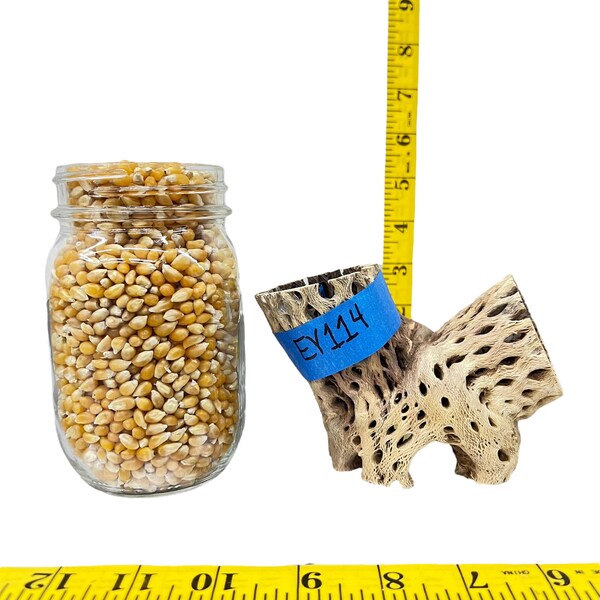 Cholla Planter - Etsy