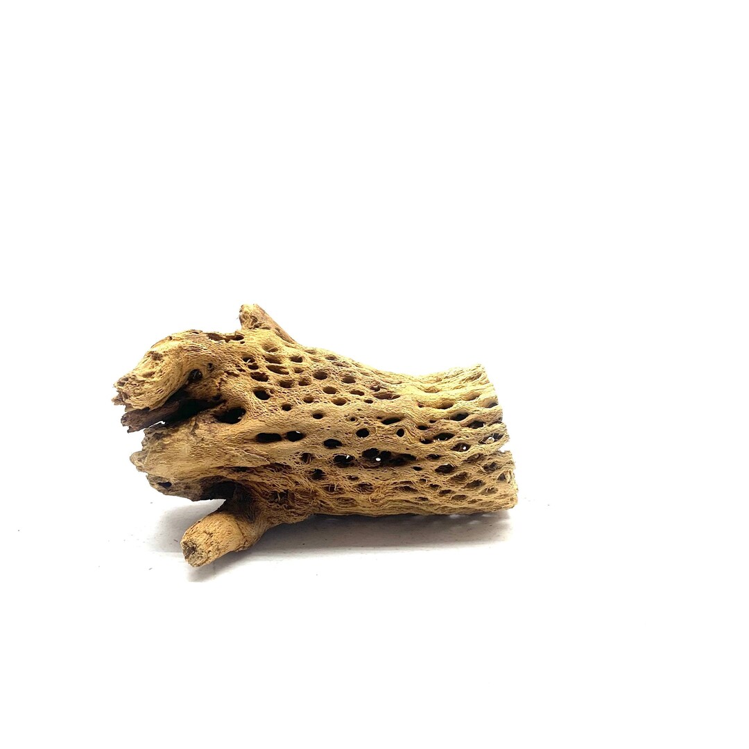 5" Teddy Bear Cholla Wood Roots Choya - Hermit Crab, Reptile, Terrarium ...