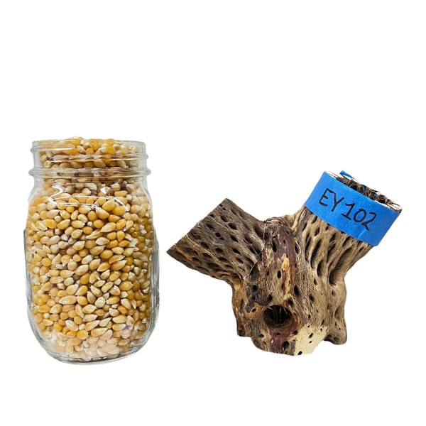 Cholla Planter - Etsy