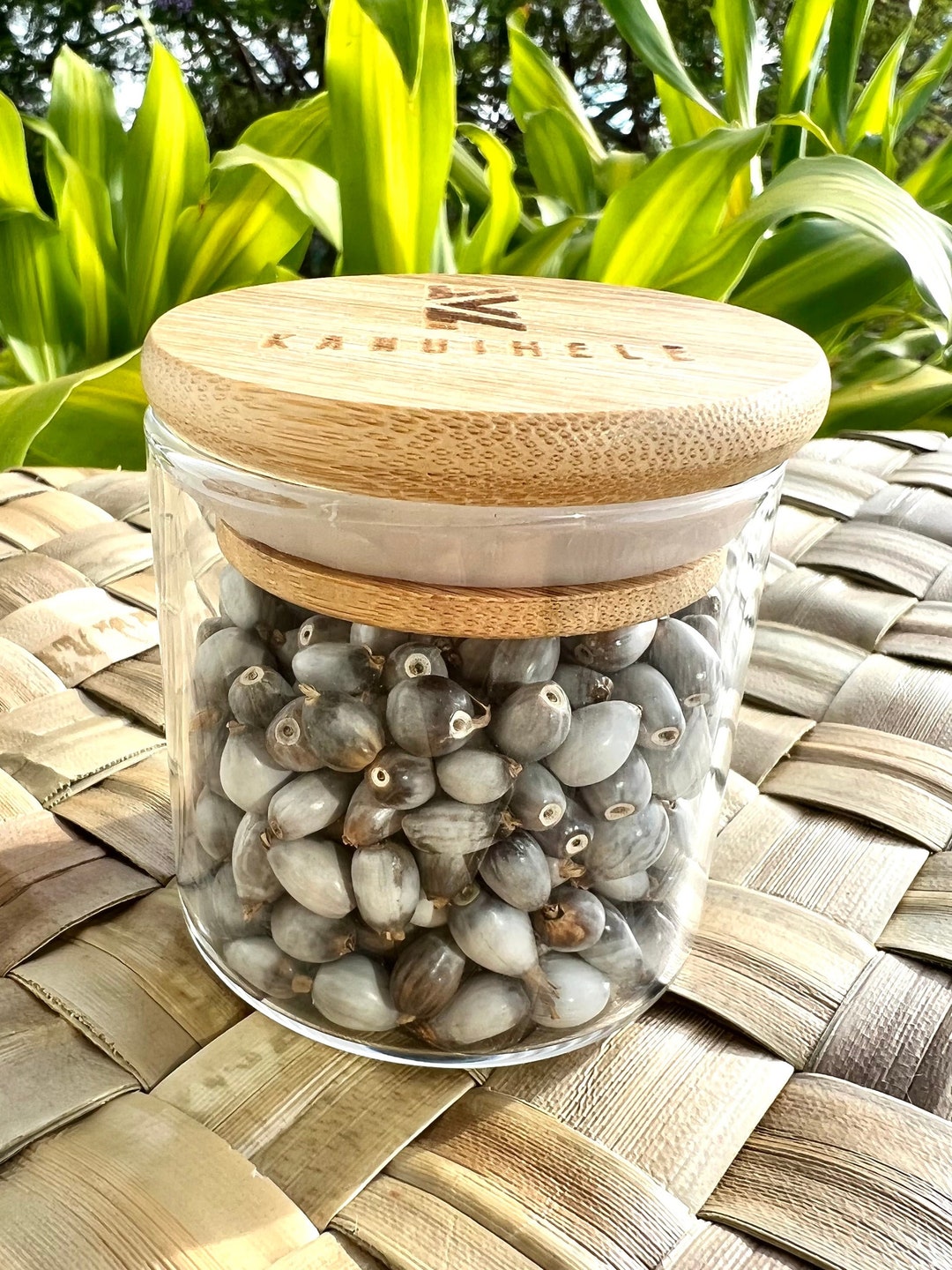 Maui Jobs Tear Seeds 300 Seeds - Etsy