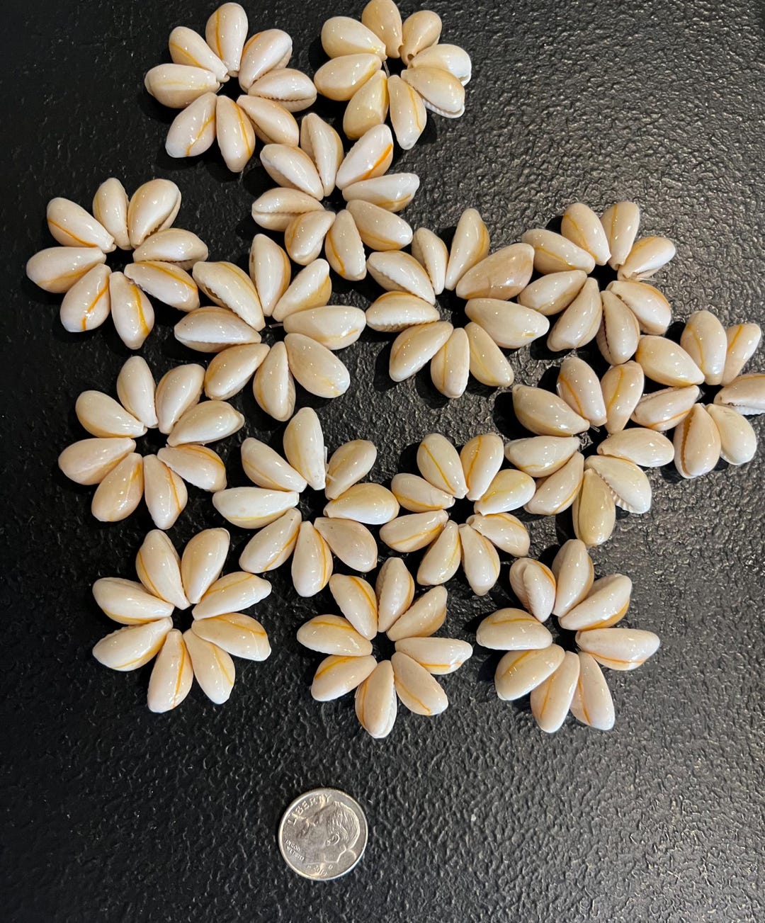 Cowrie Cowry Shell Rings Rosettes, Maui Hawaii. Jewelry Making 15 Count ...