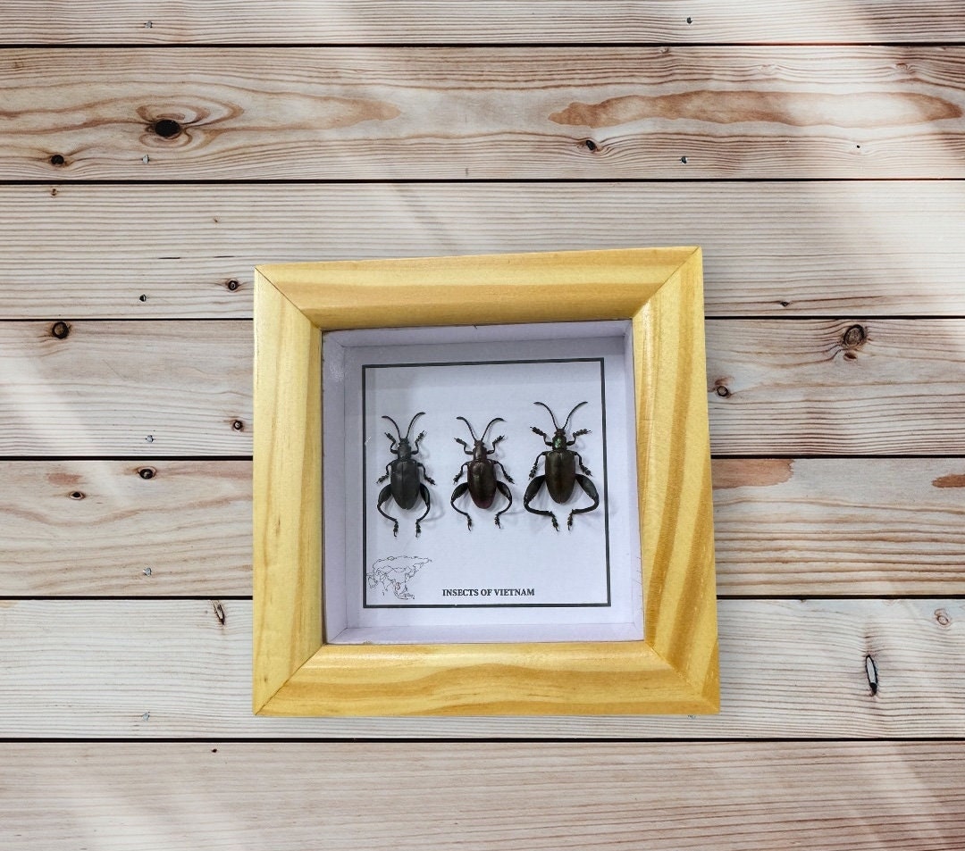 Real Insects Taxidermy Decorative Insects Frame Sagra Sp. - Etsy