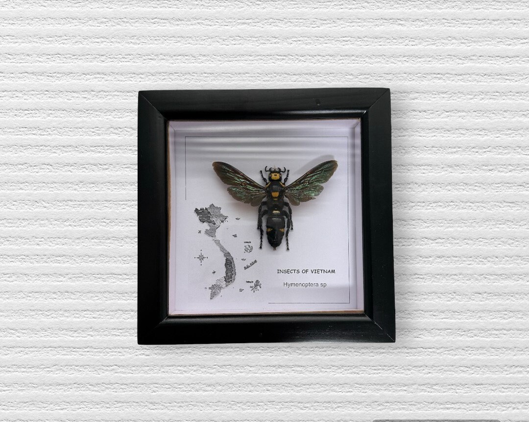 Real Insects Taxidermy Decorative HYMENOPTERA Frame - Etsy