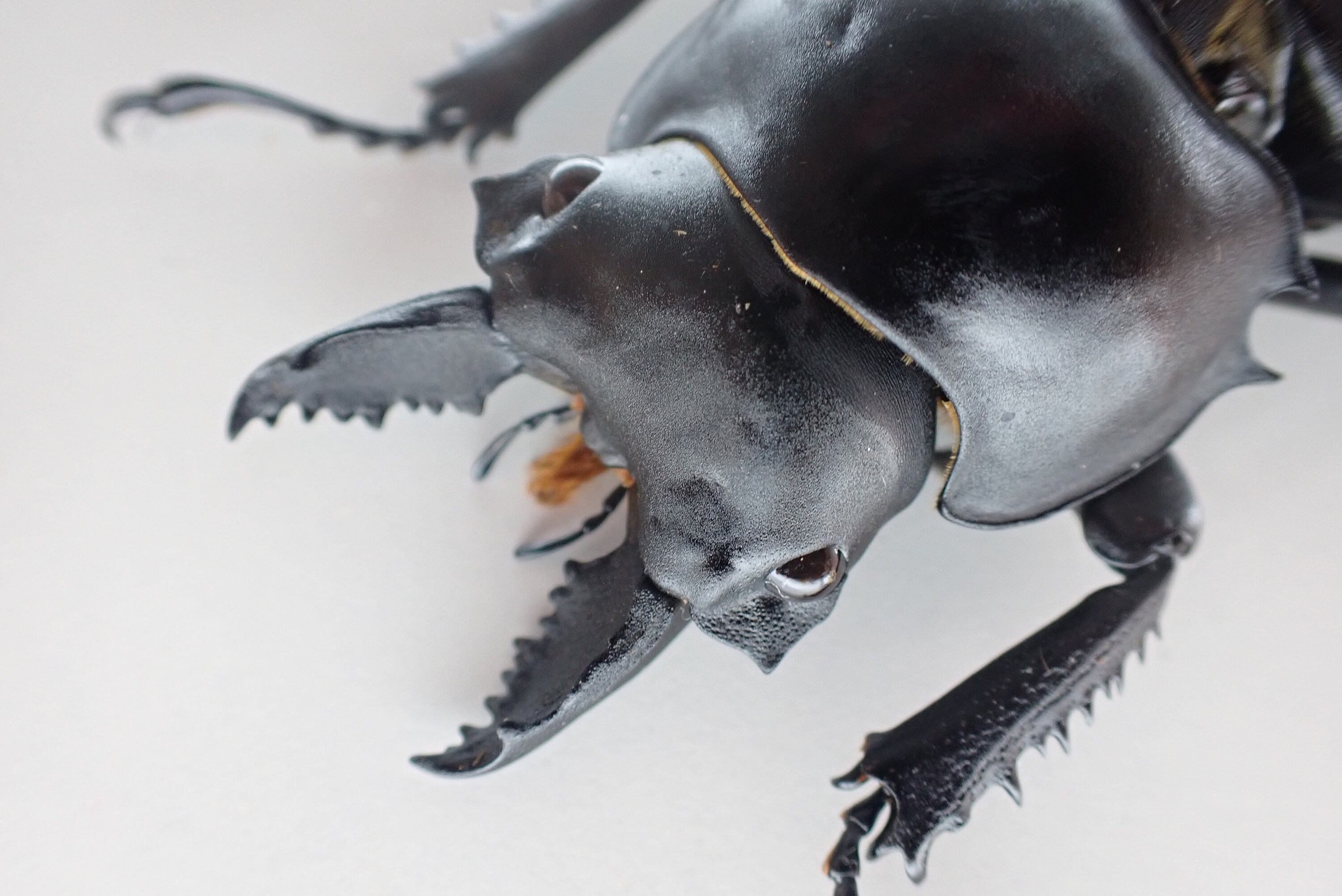 I32245. Insects Lucanidae: Neolucanus Giganteus. North Vietnam - Etsy