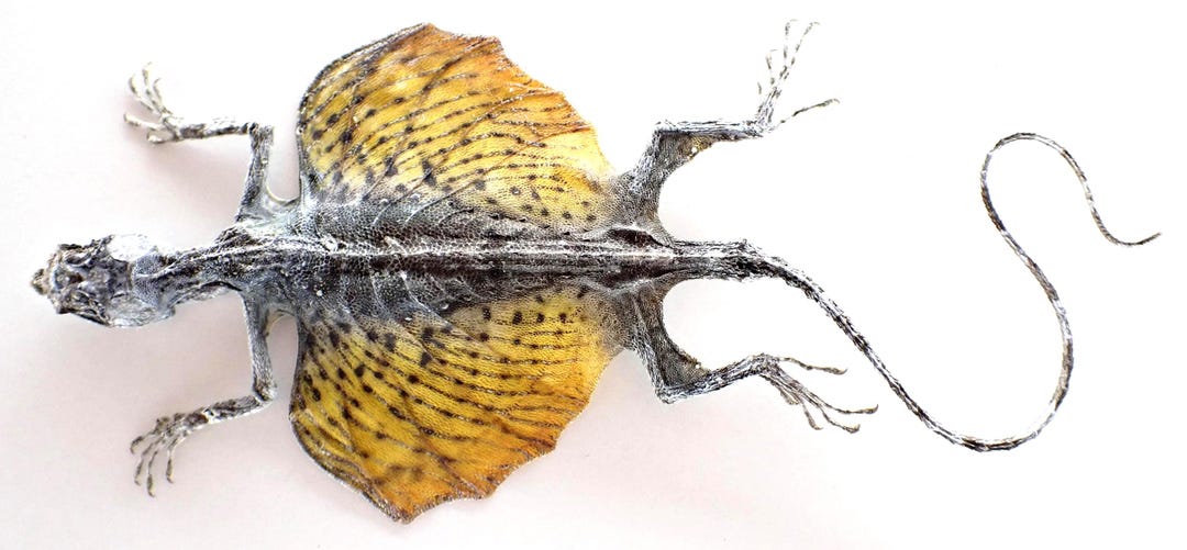 Z3073-draco Volans Sp. Very Nice. Ready to Use Winged Specimen for ...