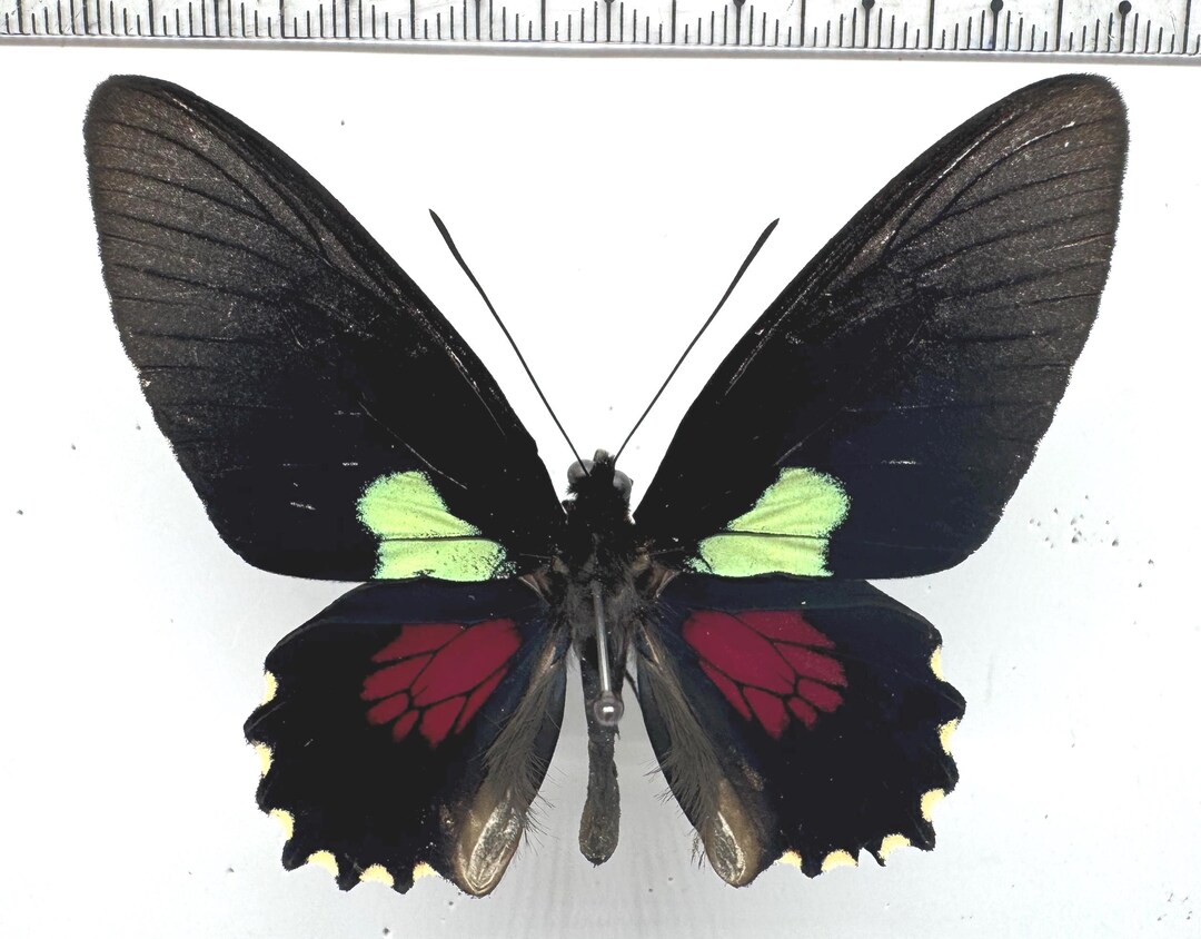 E164-insects Beetles Butterflies: Parides Ssp. Ready to Use Winged ...
