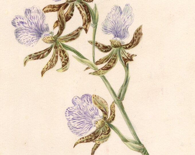 M.A. Catto, Zygopetalum Orchid Flowers – Original C.1886 Watercolour ...