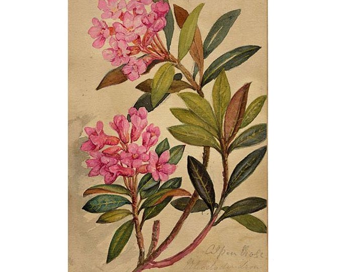 Pink Alpen Rose Rhododendron, Swiss Alps – Original 1881 Watercolour ...