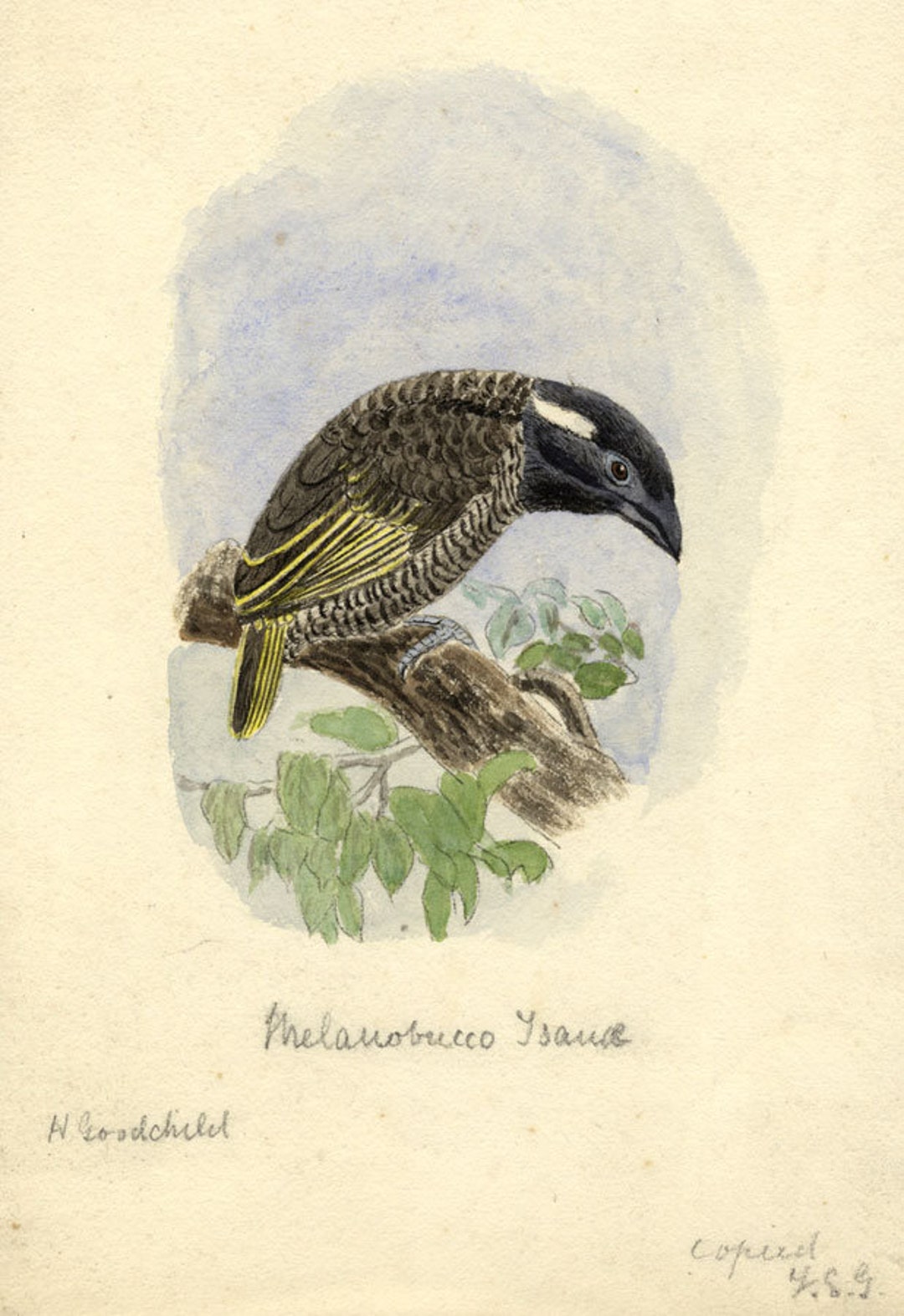 F.E. Genlloud, Melanobucco Tsanae/banded Barbet Bird -1900s Watercolour ...